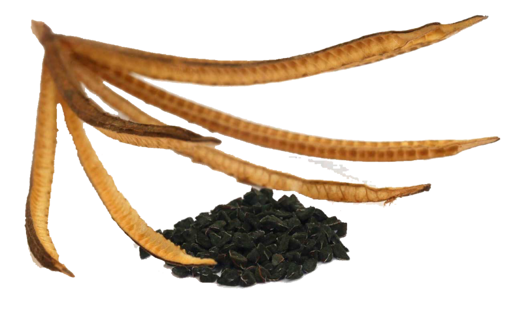 Yute significado | Fibras Naturales | Deyute