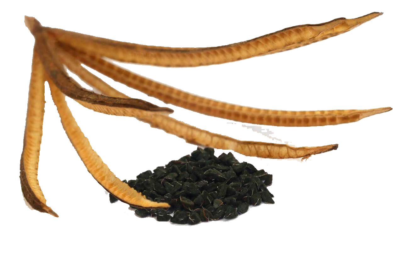 Yute significado | Fibras Naturales | Deyute